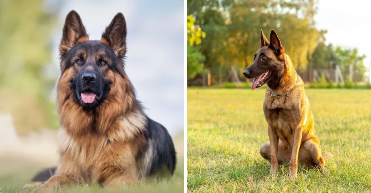 German Shepherd and Belgian Malinois – The 12 Differences Explained ...