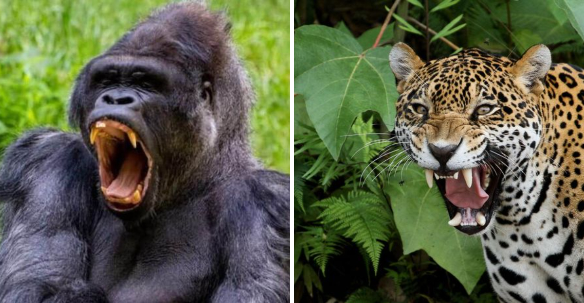 Gorilla vs. Jaguar: Which Apex Predator Holds the Advantage ...