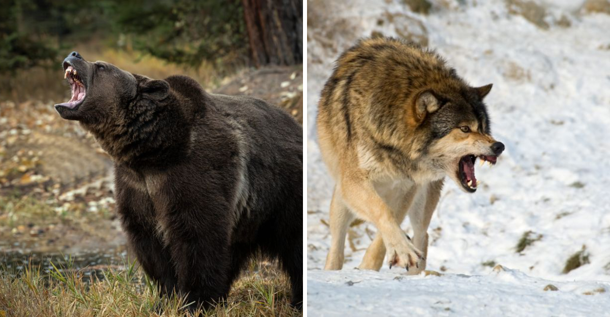 Grizzly Bear vs. Wolf: Who Holds the Edge in the Wild? - Exploring Animals