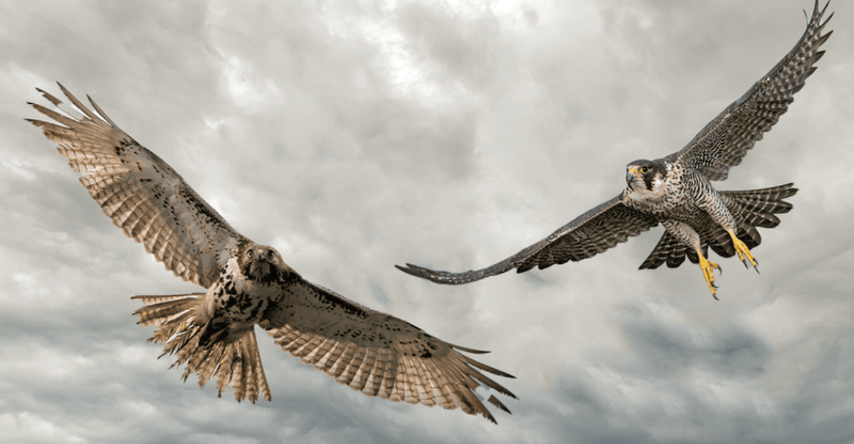 Hawk vs. Falcon: 12 Ways These Fierce Birds of Prey Are Different ...