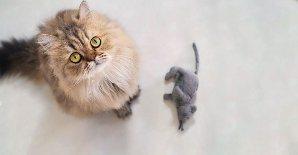 How to Pick a Cat That Won’t Let Mice Stick Around - Exploring Animals