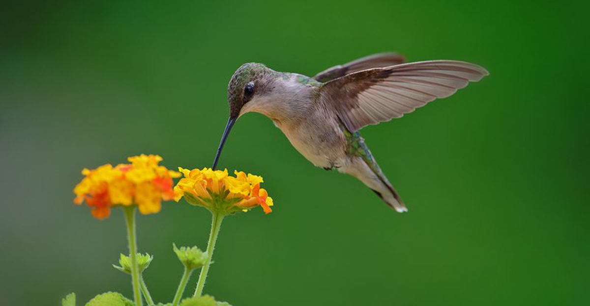 Hummingbirds Keep Coming Back for These 24 Perennial Favorites ...