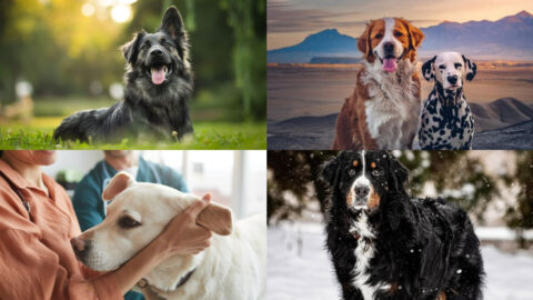 7 Incredible Findings That Prove Dogs Are Entering a New Phase of ...