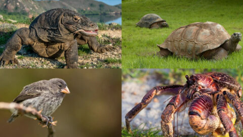 21 Island Animals Evolved in Isolation (and Their Strange Traits ...