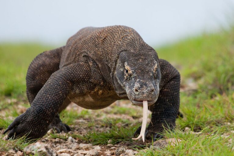 17 Fascinating Facts About the Komodo Dragon, An Animal More Ancient ...