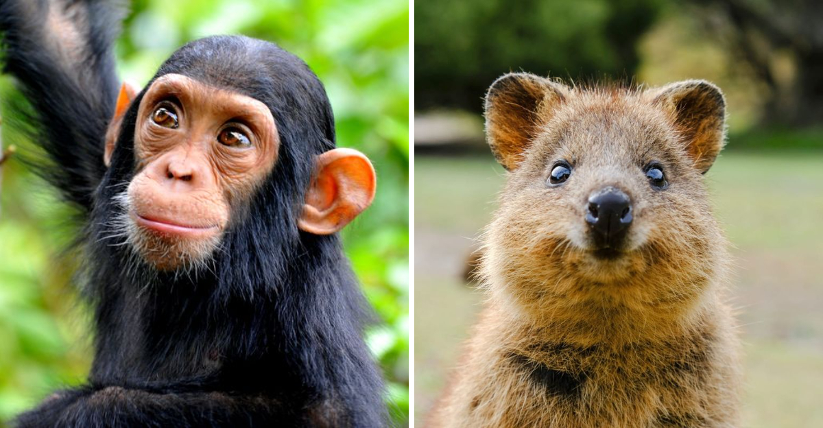 Nature’s Gentle Creatures: 25 Wild Animals Known for Their Kindness ...