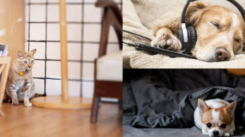 12 Proven Methods to Help a Scared or Anxious Pet Feel Safe - Exploring ...