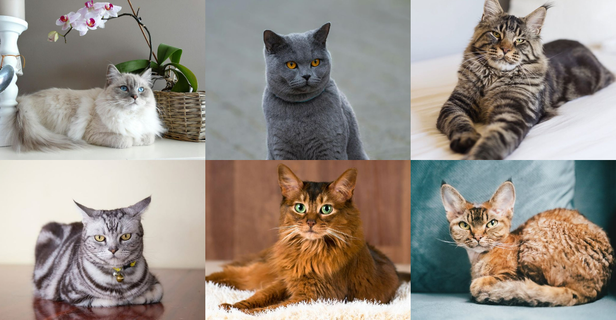 24 Quietest Cat Breeds for a Peaceful Home - Exploring Animals