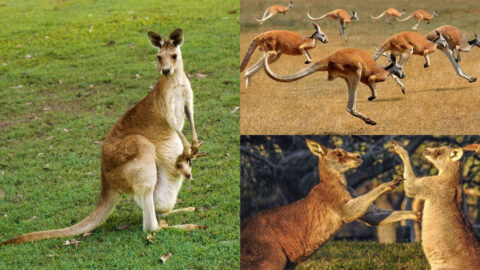 21 Quirky Facts about Kangaroos and Their Unique World Down Under ...