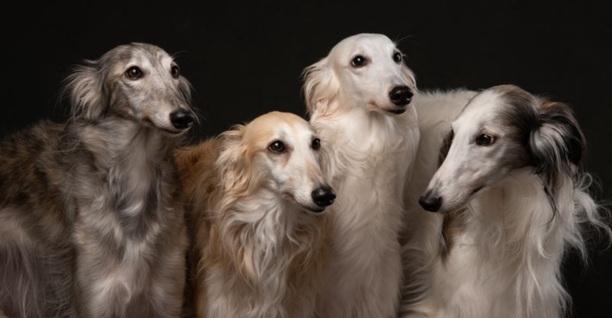 Silken Windhound Traits & Care: 17 Things Every Owner Should Know ...