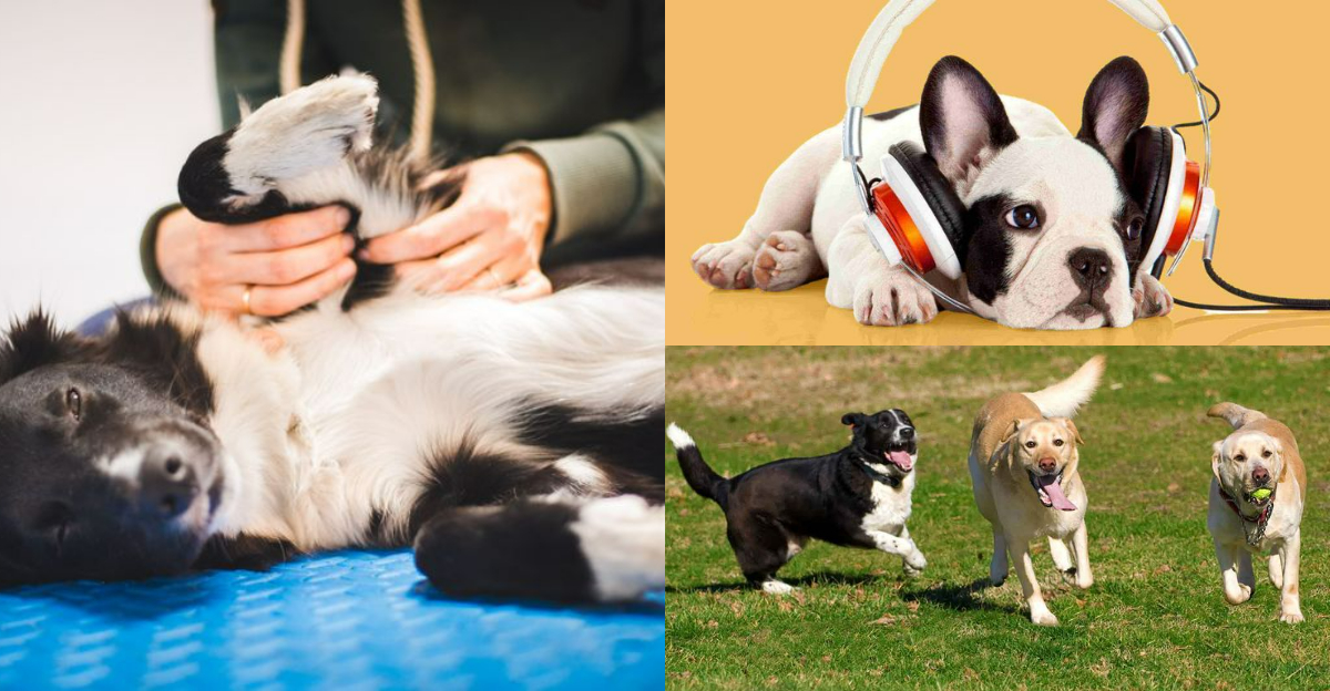 14 Simple Ways to Destress Your Dog Anytime - Exploring Animals