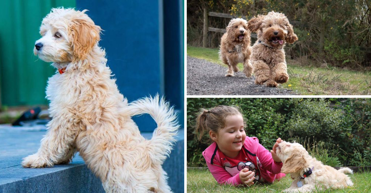 The 17 Most Important Cockapoo Characteristics and Care Tips ...