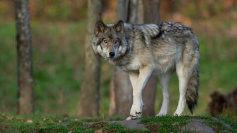 The 17 States Where You're Most Likely to Encounter a Gray Wolf ...