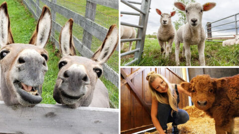 The 20 Best Animals to Have on Every Small Farm in America - Exploring ...