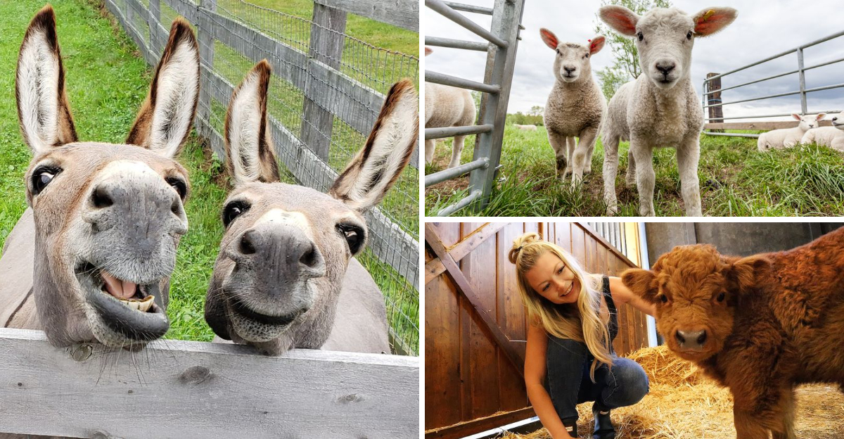 The 20 Best Animals to Have on Every Small Farm in America - Exploring ...