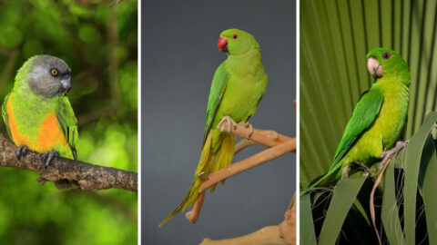 The 20 Most Affordable Pet Birds for Budget-Conscious Owners ...