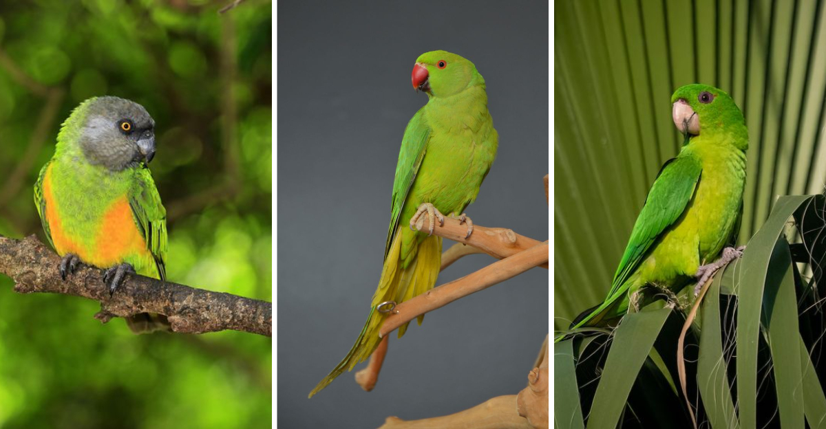 The 20 Most Affordable Pet Birds for Budget-Conscious Owners ...