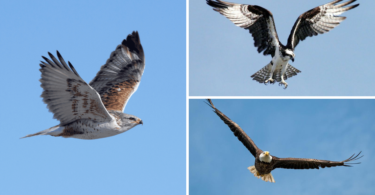 The 21 Highest Flying Birds in America - Exploring Animals