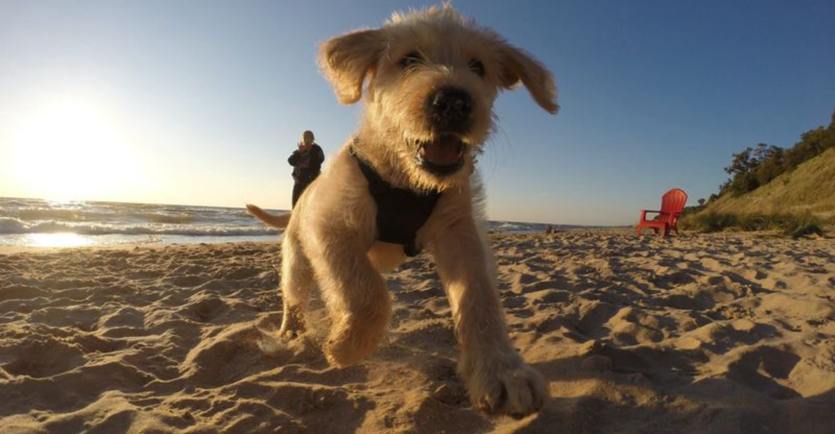 The 23 Most Dog-Friendly Beaches in the United States - Exploring Animals
