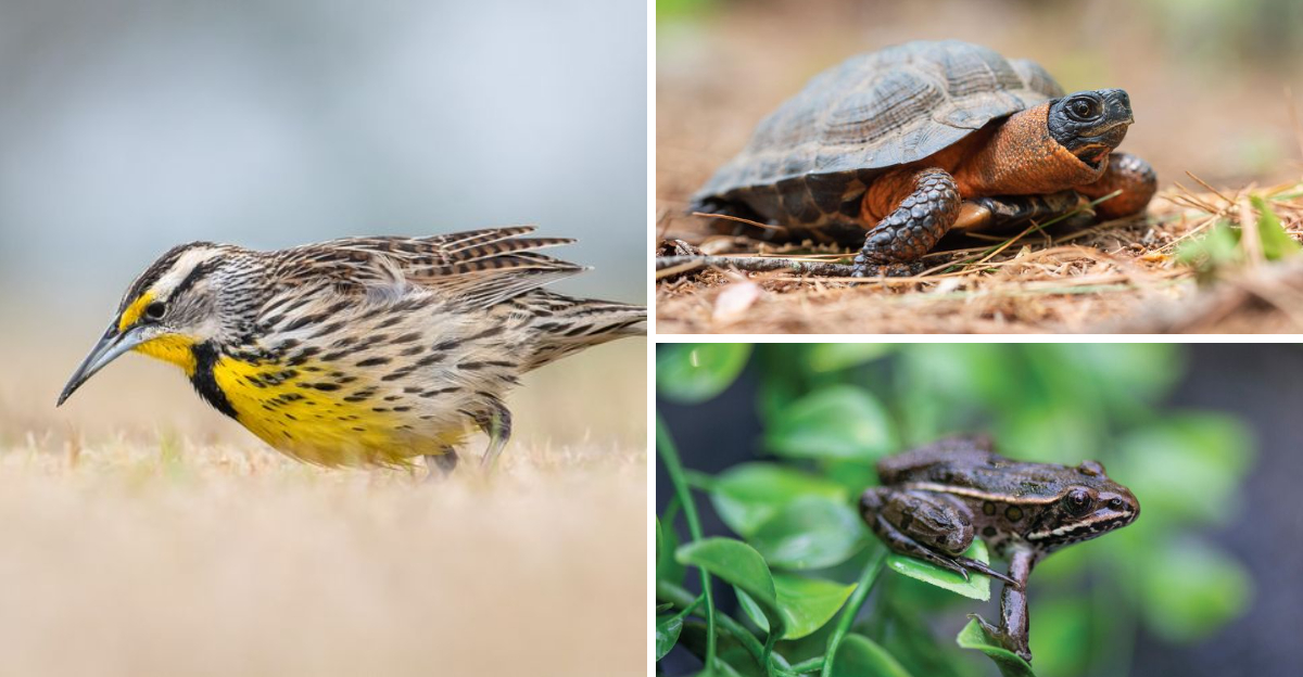 The 23 Most Endangered Animals in Connecticut - Exploring Animals