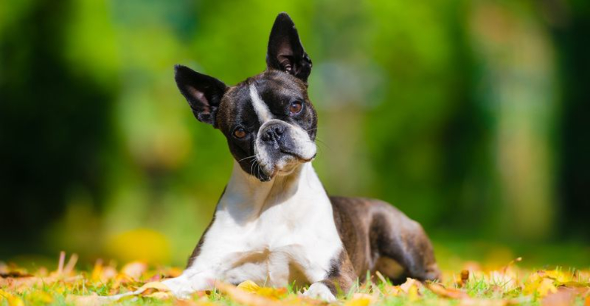 The 24 Most Curious Dog Breeds On Earth - Exploring Animals