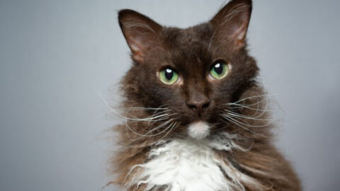 The 24 Most Talkative Cat Breeds That Never Stay Quiet - Exploring Animals