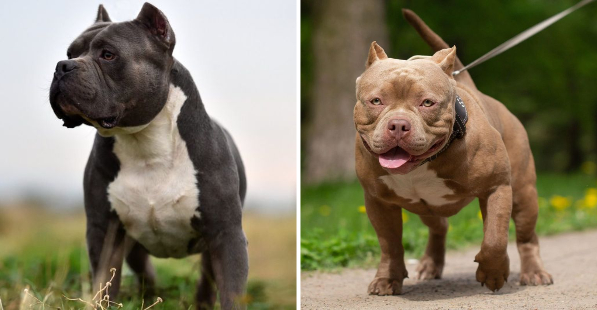 The 5 American Bully Breeds—Here’s What Sets Each One Apart - Exploring ...