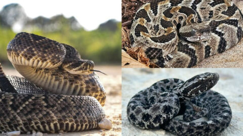 The 6 Most Venomous Snakes of Florida - Exploring Animals