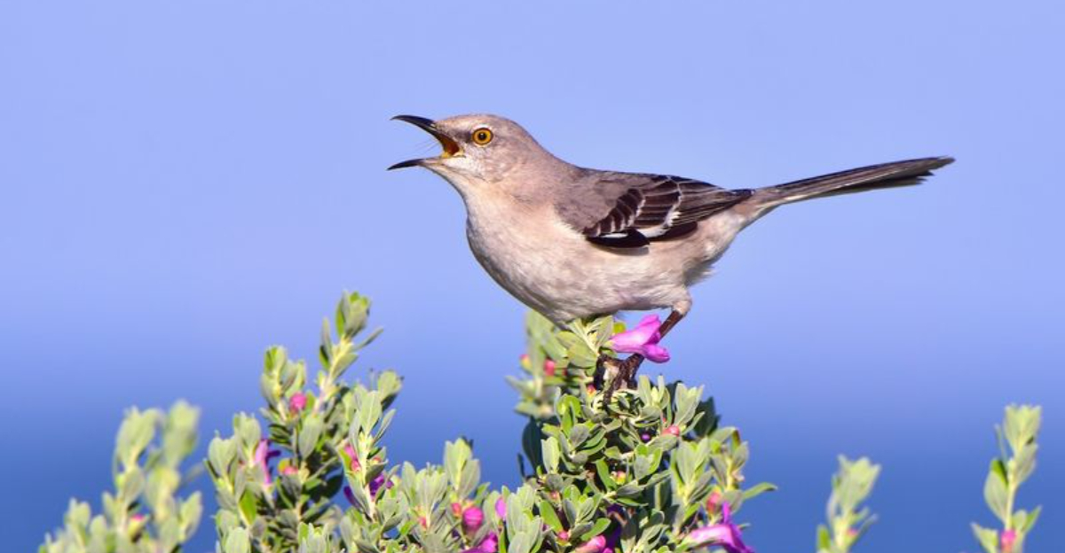 The Art of Deception: 19 Birds That Mimic Sounds to Survive - Exploring ...