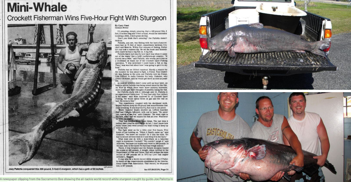 The Biggest Fish Ever Caught in All U.S. States - Exploring Animals