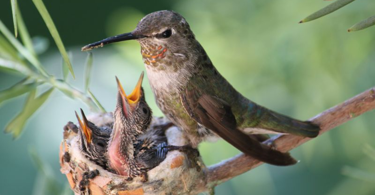 The First 14 States Where You’ll Get to See Hummingbirds This Year ...