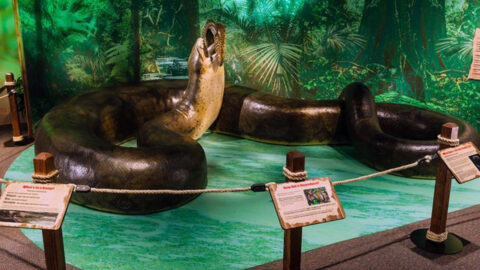 The Largest Snake Fossil Ever Found Will Leave You Stunned - Exploring ...