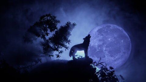 The Truth About ‘Alpha’ Wolves: Why Everything You Know Is Wrong ...