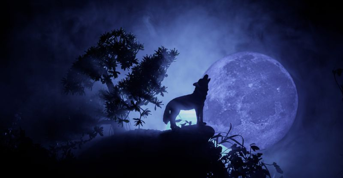 The Truth About ‘Alpha’ Wolves: Why Everything You Know Is Wrong ...