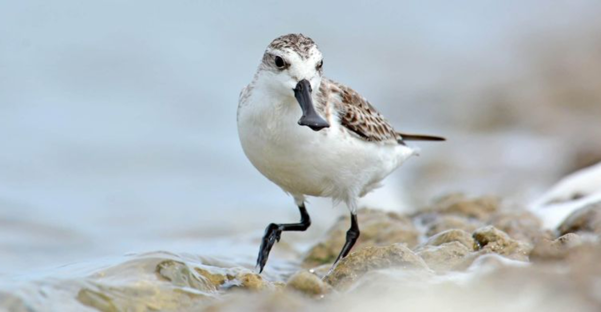 The World’s Loneliest Animals: 20 Species Down to Their Last Member ...