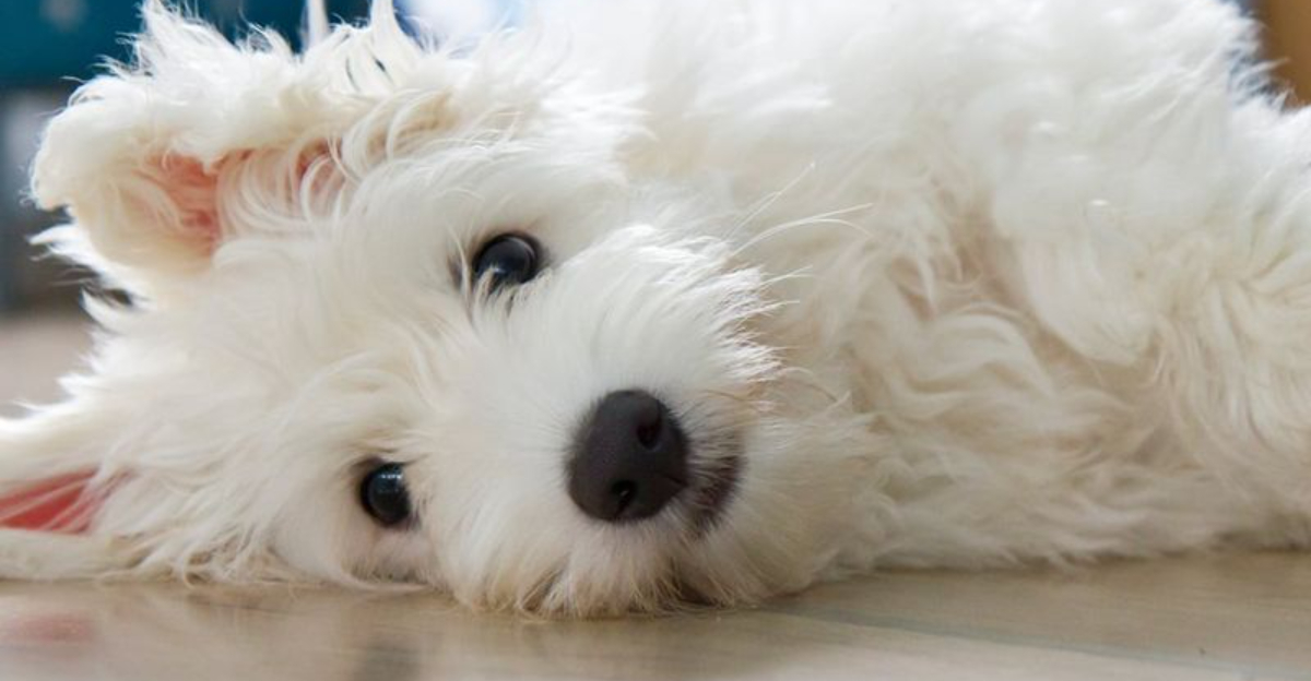 Tiny, Adorable, and Loyal: Top 23 Lap Dog Breeds - Exploring Animals