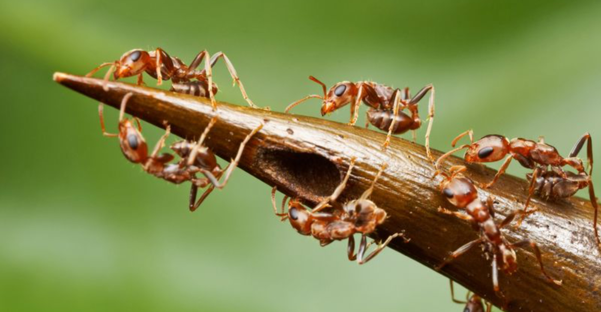 Top 20 Neediest Animals That Rely on Others to Survive - Exploring Animals