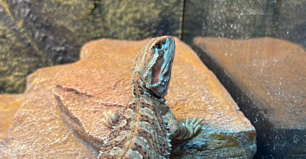 Types of Bearded Dragons and What Makes Them Unique - Exploring Animals
