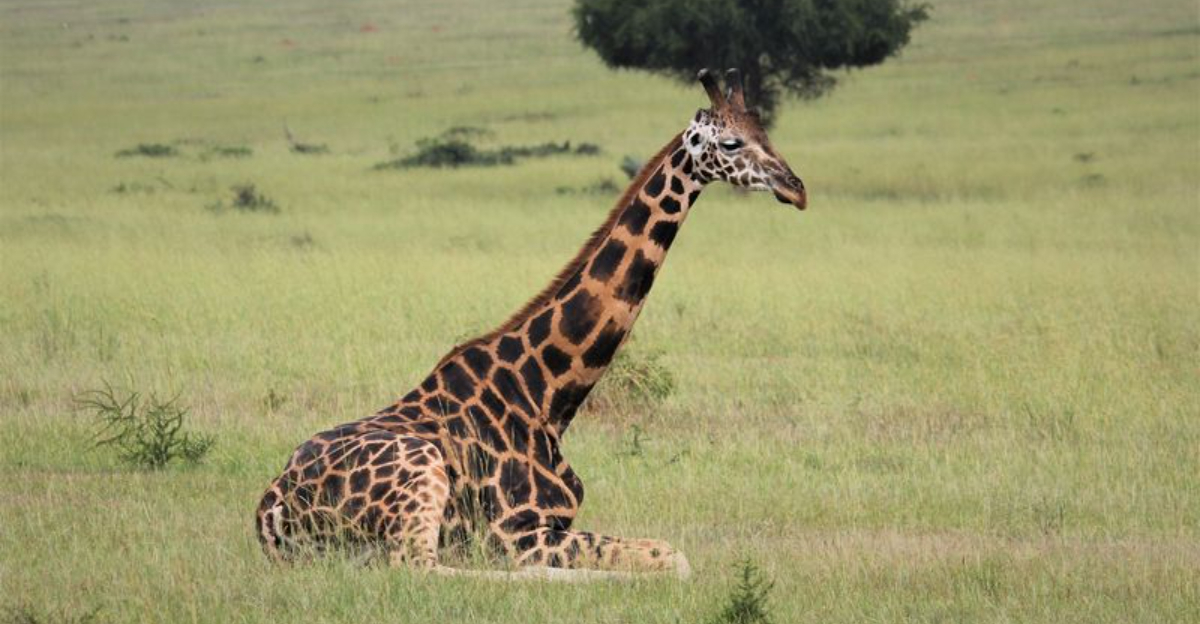 When Evolution Goes Wild: 21 Animals Developing Strange New Traits ...