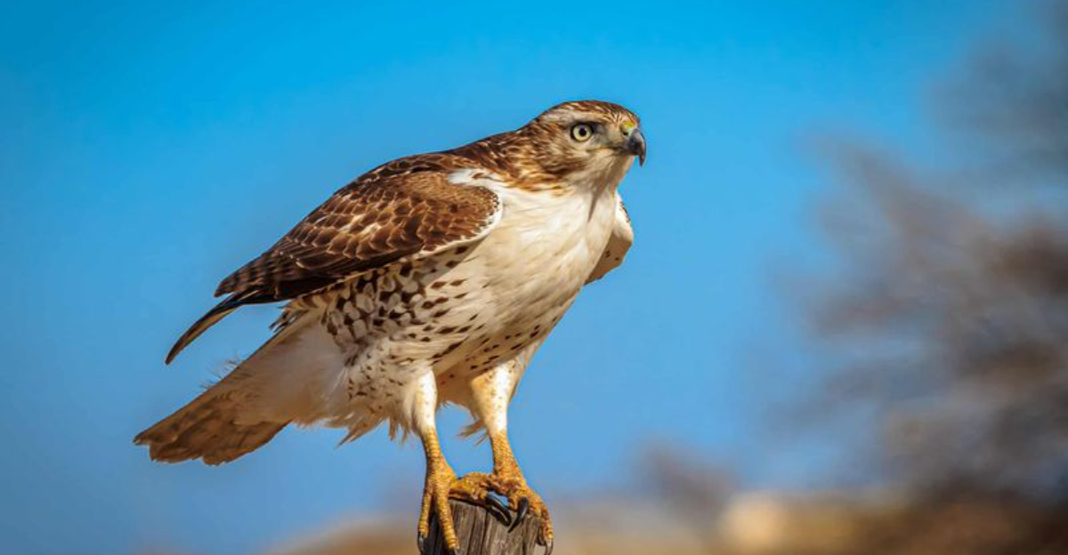 Which 19 U.S. States Have the Highest Hawk Populations? - Exploring Animals