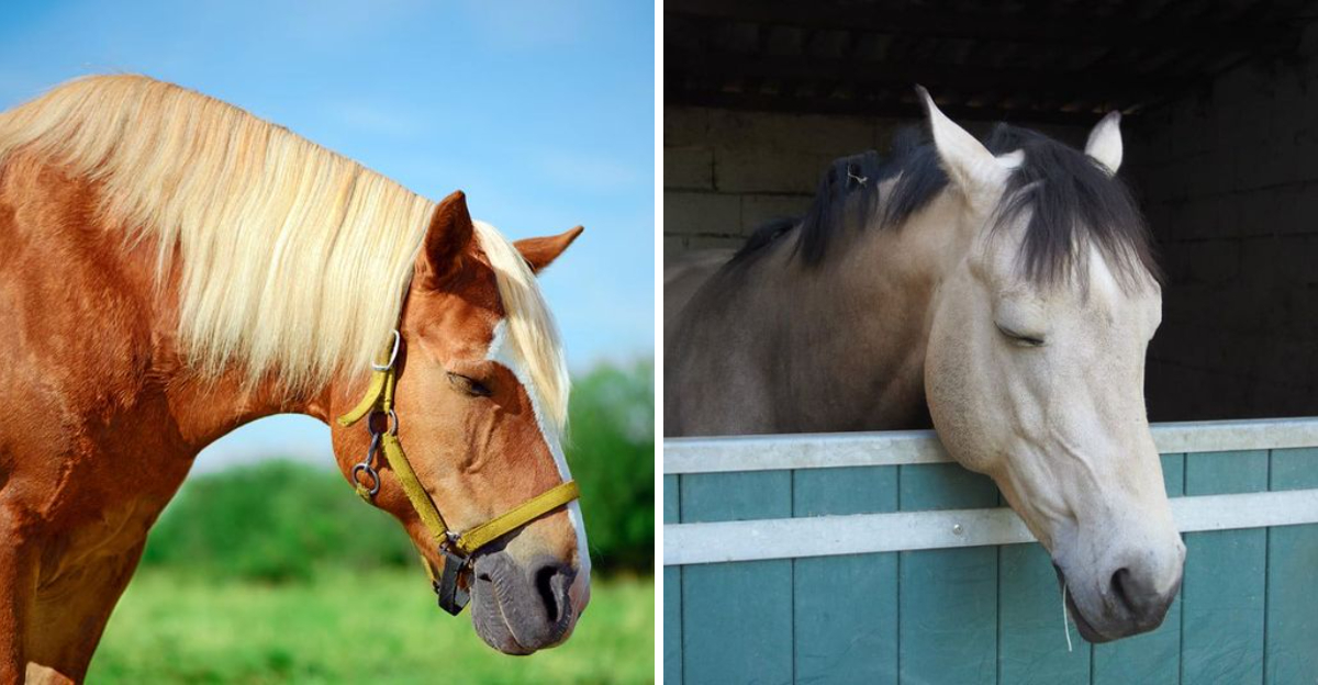 Why Horses Sleep Standing Up: 14 Wild Adaptations That Help Them ...