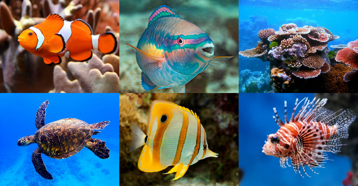 14 Wonders of the Coral Reef and Its Colorful Inhabitants - Exploring ...