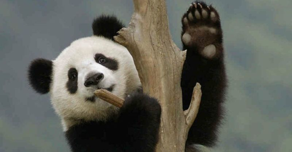 19 Adorable Facts About Panda Bears You Never Knew - Exploring Animals