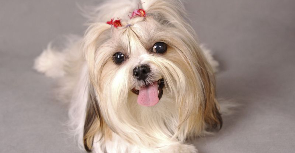 17 Allergy-Friendly Dog Breeds Perfect for Sensitive Owners - Exploring ...