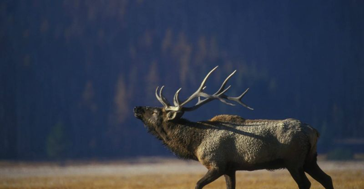 23 Animals and Wildlife That Make Arkansas One of the South’s Best-Kept ...