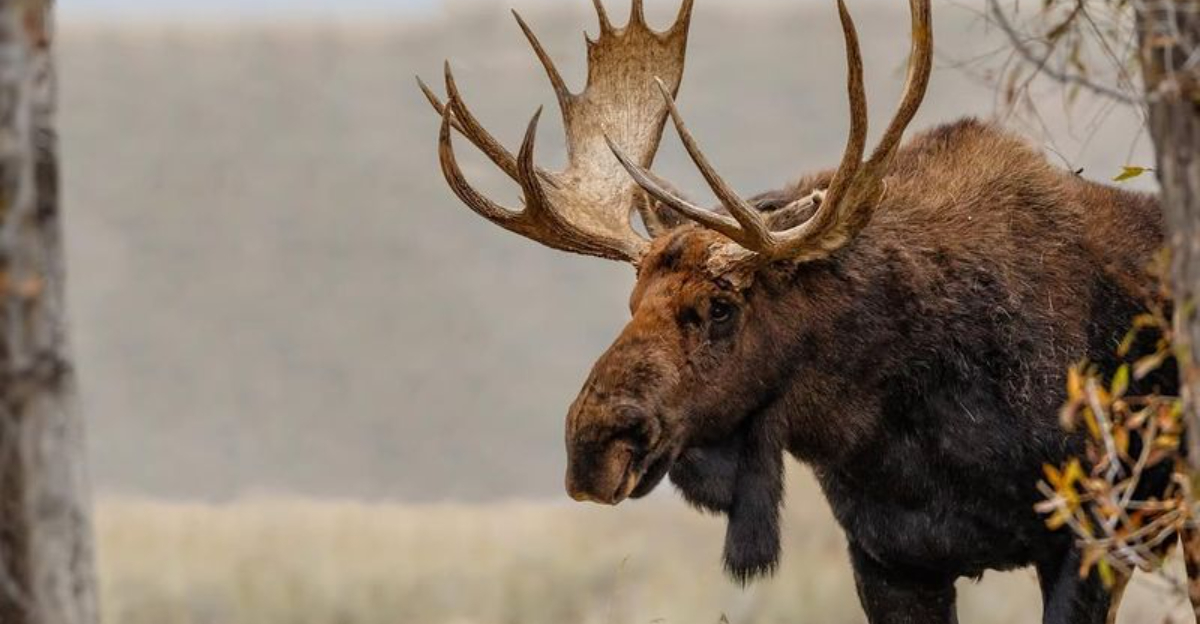 19 Animals That Call Michigan Home (And Where to Spot Them) - Exploring ...