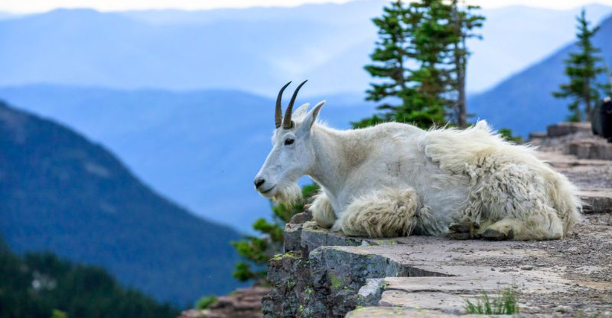 22 Animals That Make Montana’s Wildlife Feel Straight Out of a Nature ...
