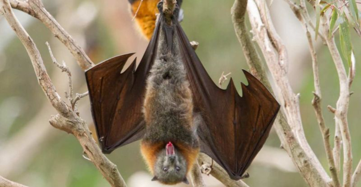 22 Animals That Were Once Considered “Bad Luck” (And Why) - Exploring ...