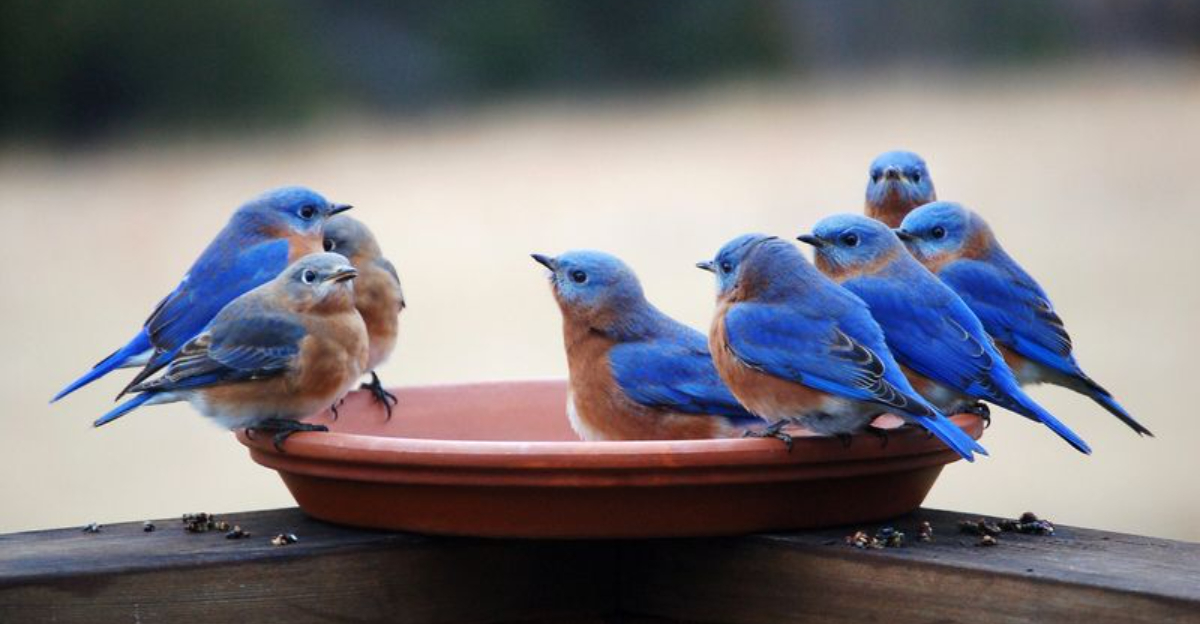 17 Backyard Birds That Bring Peace and Good Luck to Your Home ...