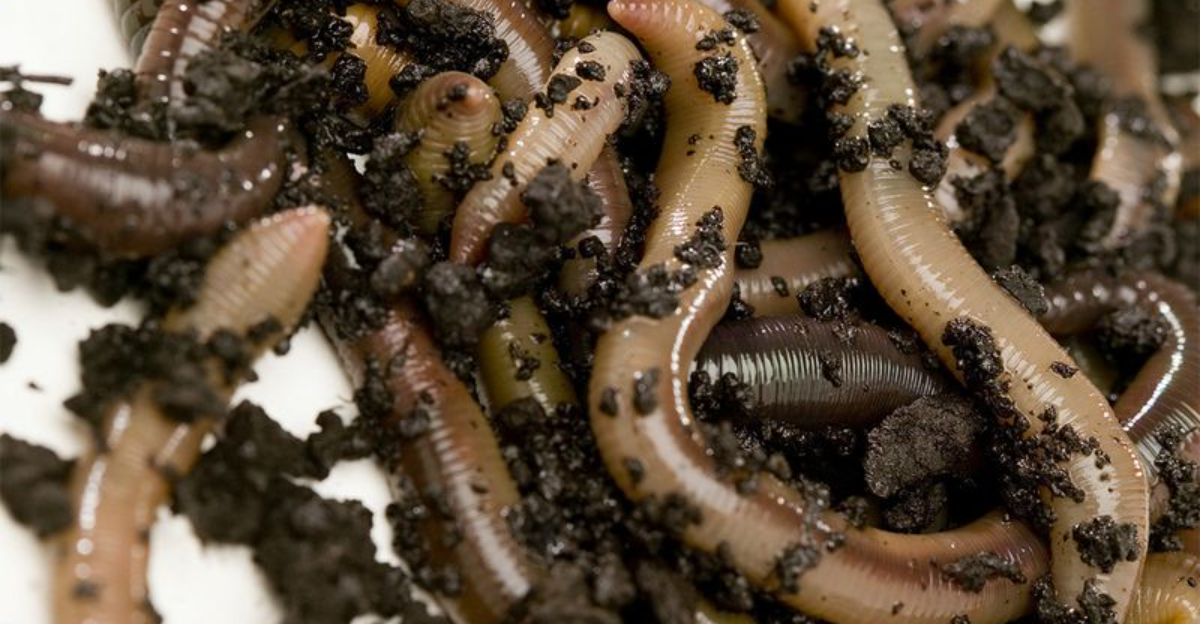 The 16 Best Baits for Bluegill and Other Panfish - Exploring Animals